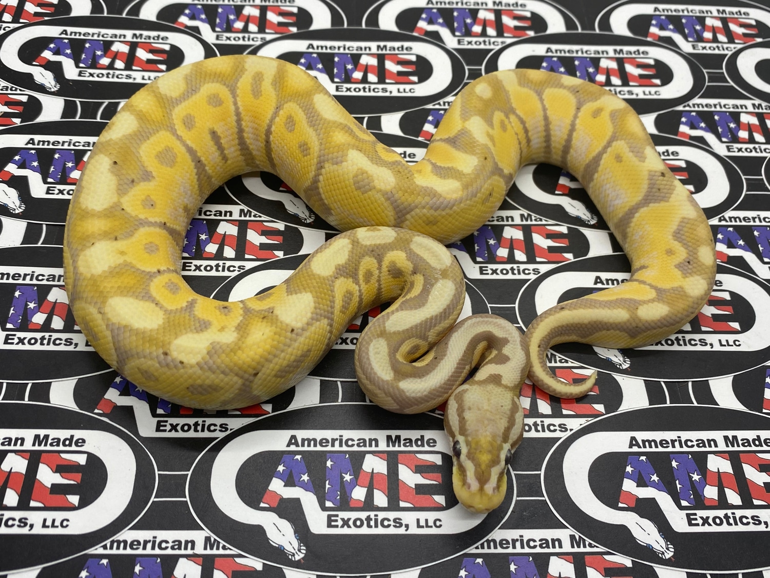 Banana (Possible Pastel) 100% Het Puzzle 50% Pos Het Jolliff Axanthic ...