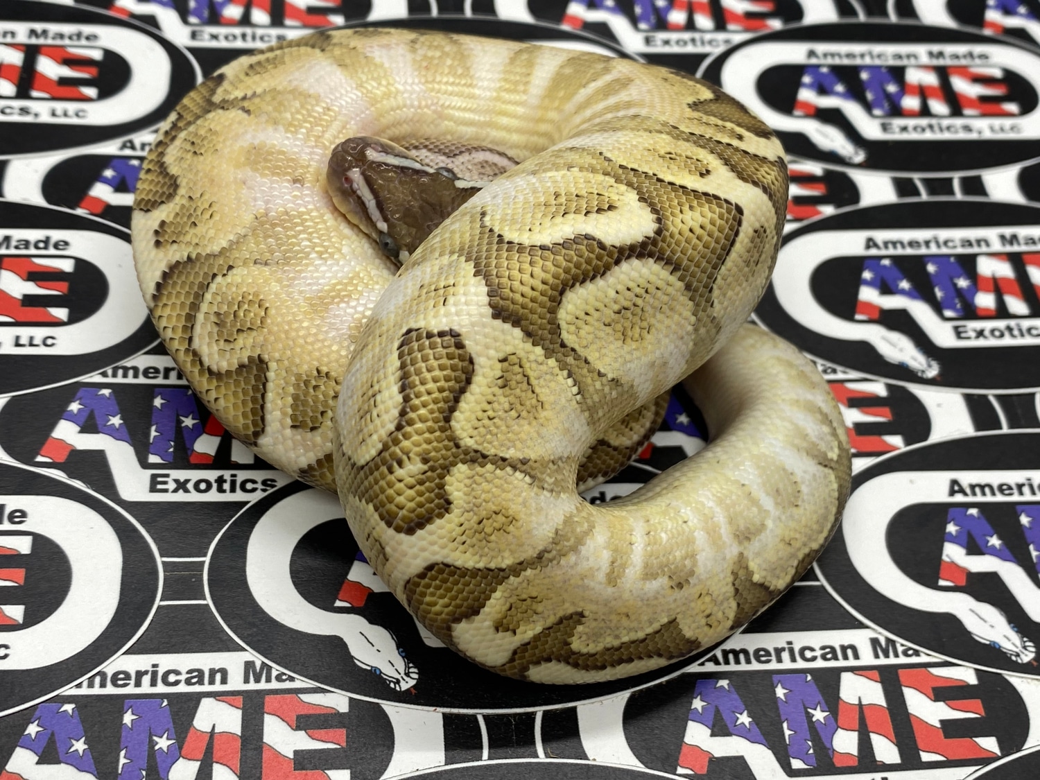 Bamboo Yellowbelly 100% Het Ultramel Ball Python by American Made ...
