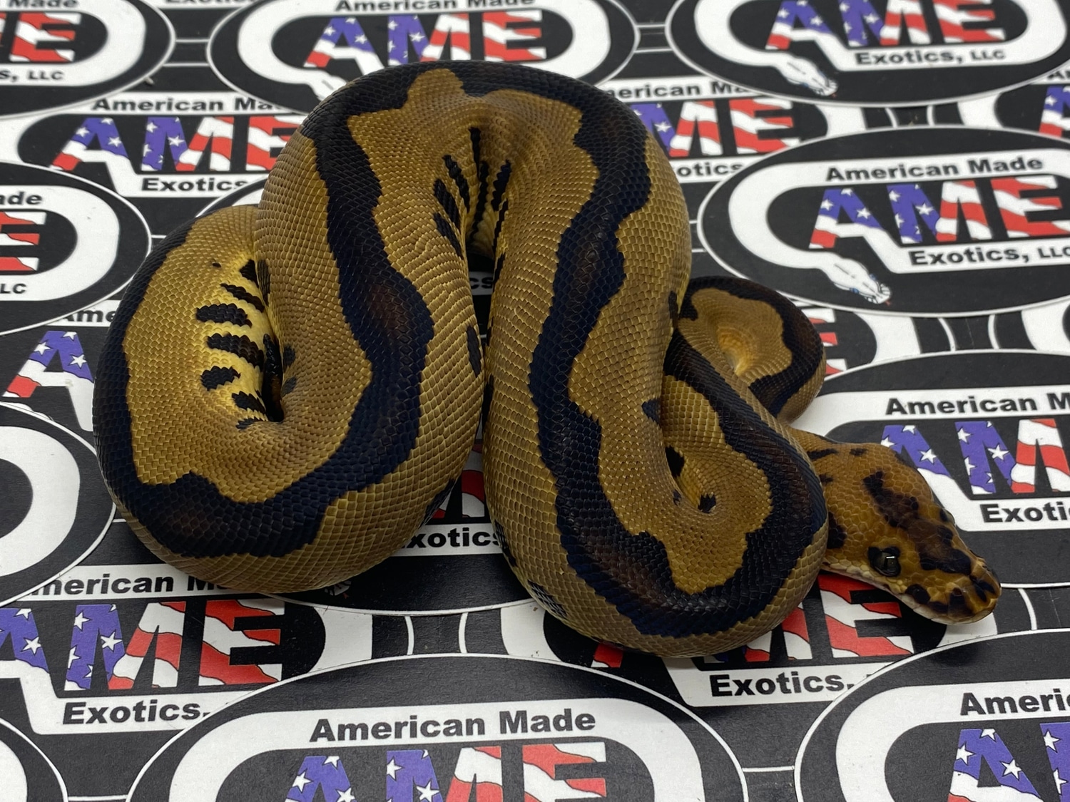 Clown Leopard Ball Python by American Made Exotics, LLC - MorphMarket