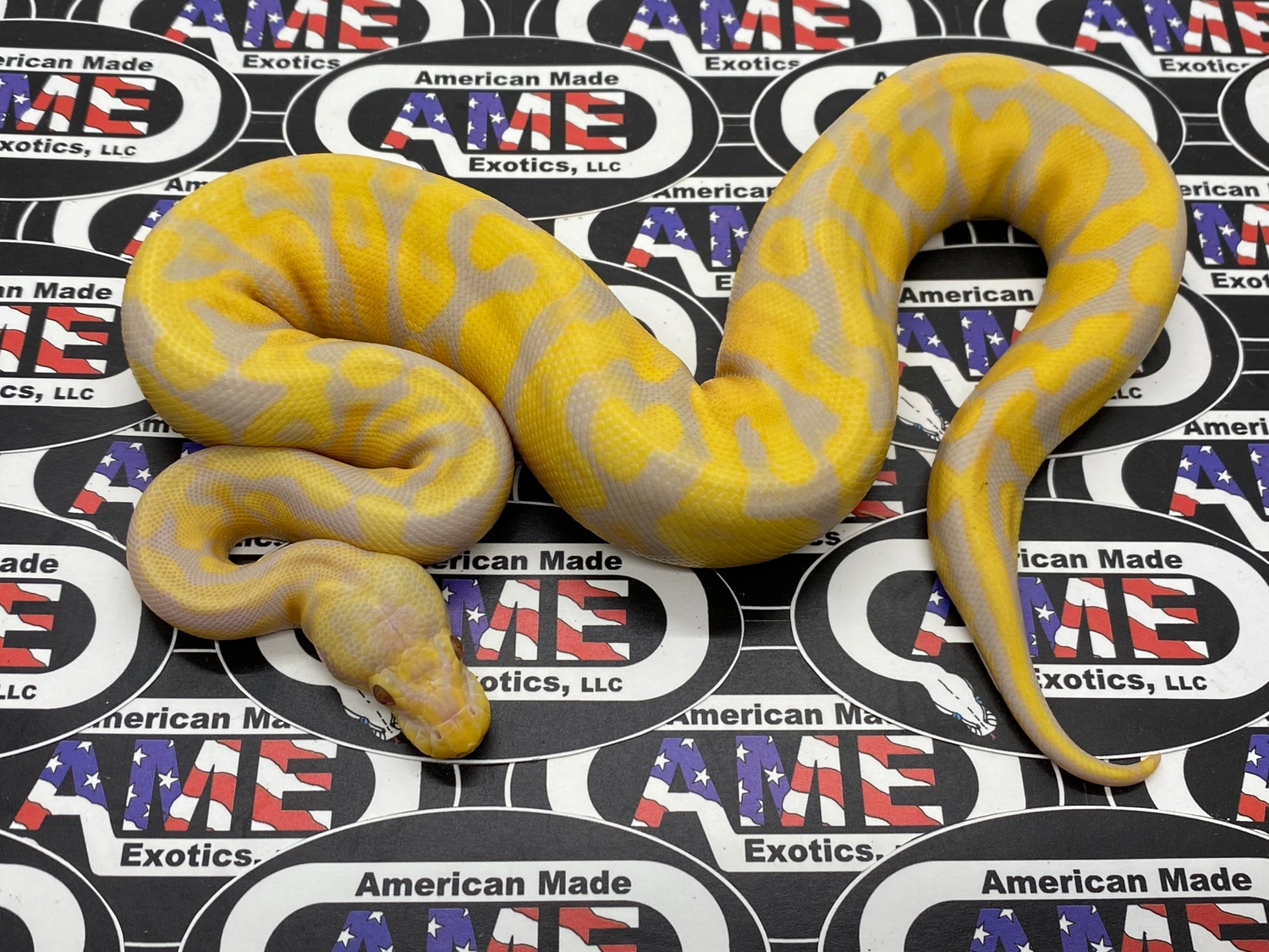 Candino (Possible Yellowbelly / Honey / Or Pastel) Ball Python by ...