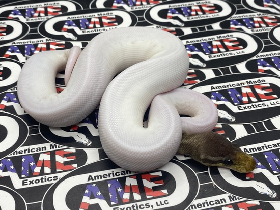 Pied 100% Het Lavender Albino (+Mojave Or +Cinnamon Or +Both Possible ...