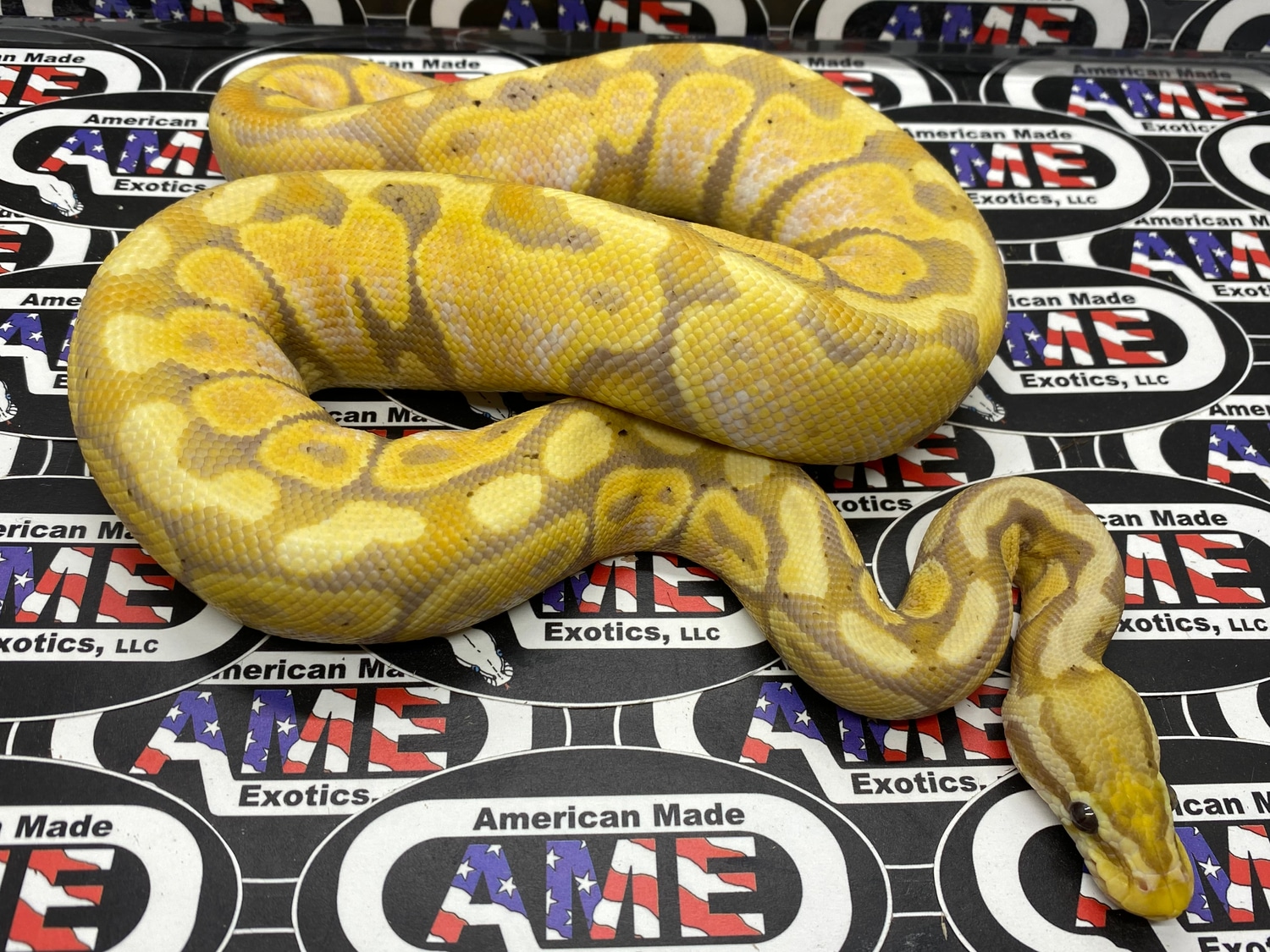 Banana 100% Het Puzzle 50% Pos Het Jolliff Axanthic Ball Python by ...