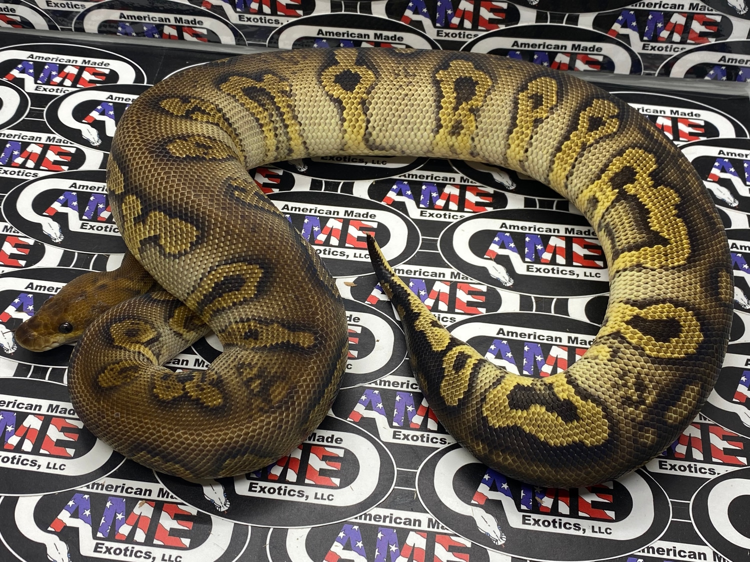 Clown Stranger Ball Python by American Made Exotics, LLC - MorphMarket