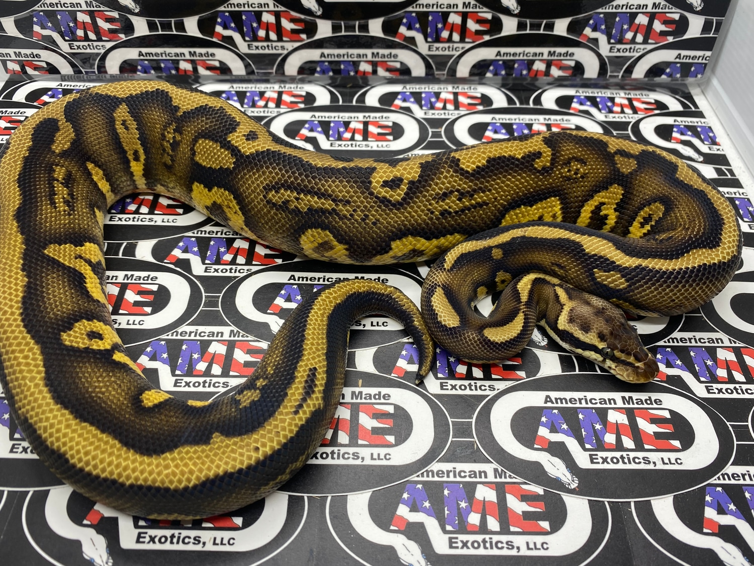 Stranger Leopard Pastel 66% Pos Het Clown Ball Python by American Made Exotics, LLC - MorphMarket