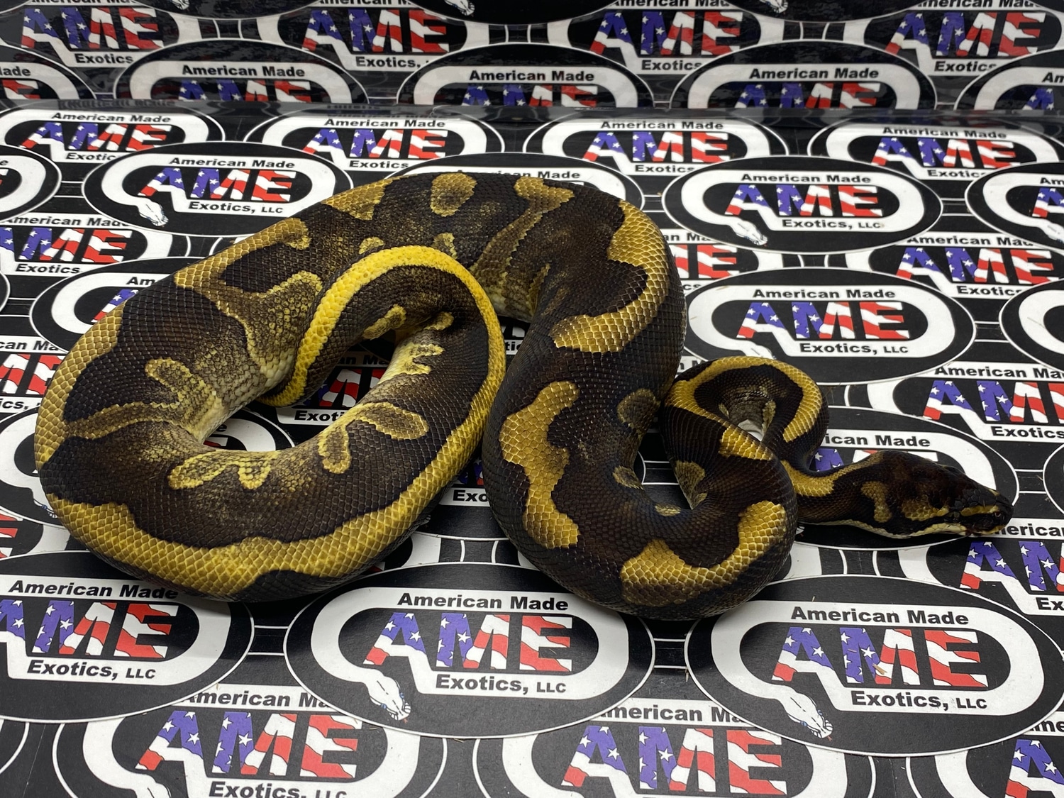 Stranger Leopard Enchi 66% Pos Het Clown Ball Python by American Made ...