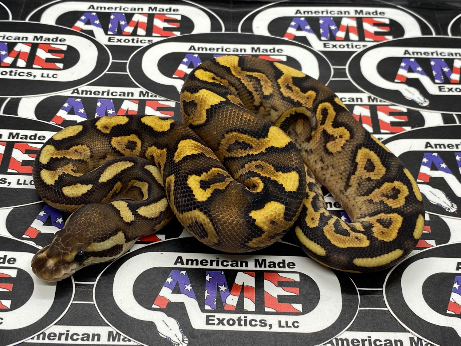 Black Pastel Fire Yellowbelly 100% Het Clown Ball Python by American ...