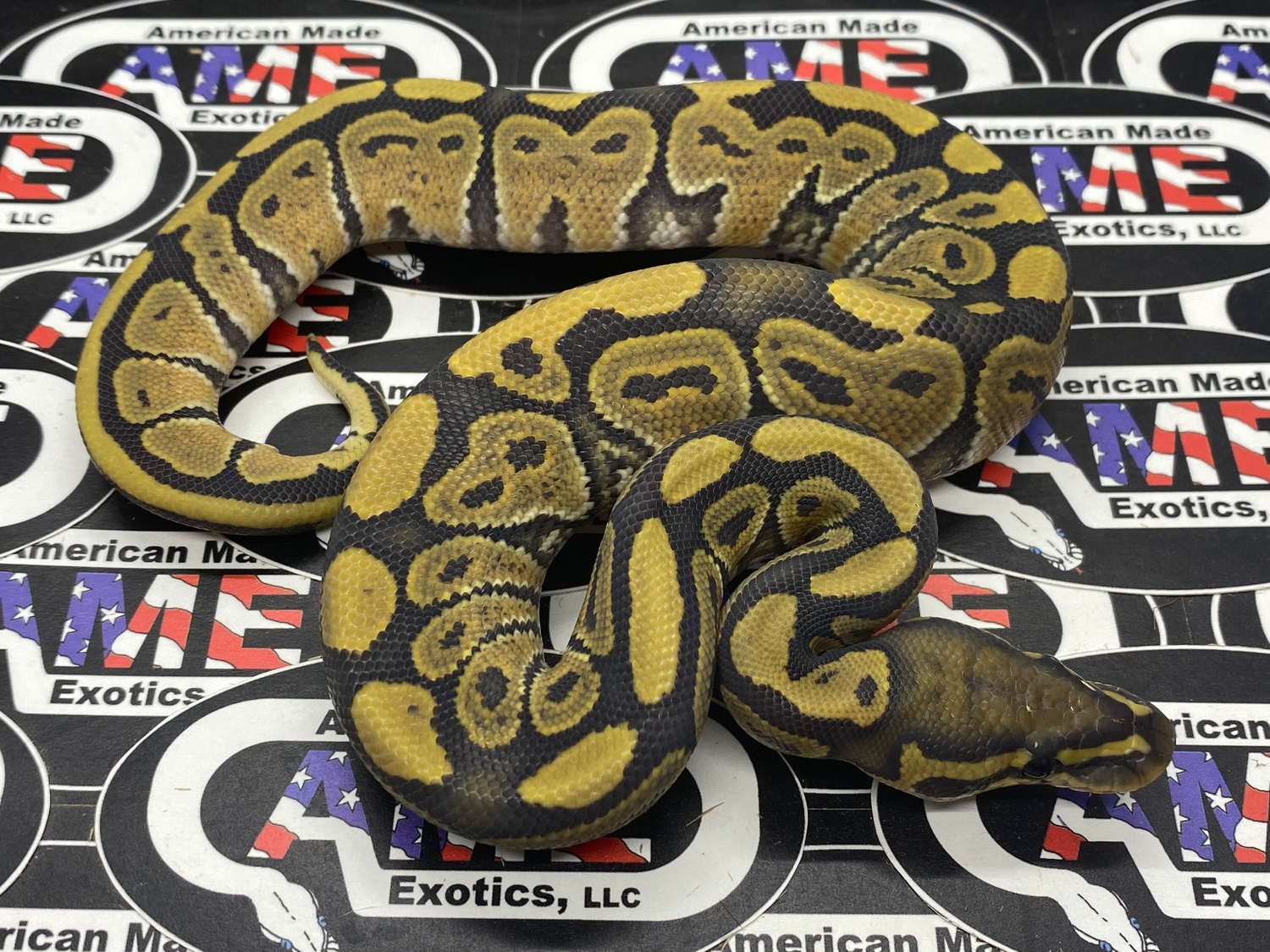 Hypo 100% Het VPI Axanthic Ball Python by American Made Exotics, LLC ...
