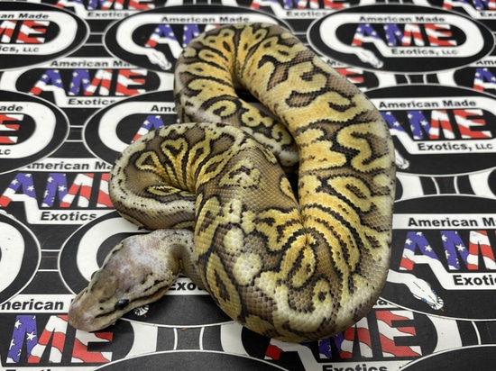 Hidden Gene Woma Super Pastel 100% Het Clown Ball Python by American ...