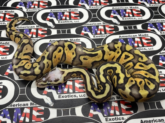 Scaleless Head Super Pastel 100% Het Clown Ball Python by American Made ...