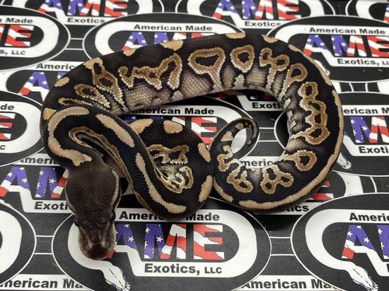 Mystic Cinnamon 100% Het Puzzle Ball Python by American Made Exotics, LLC