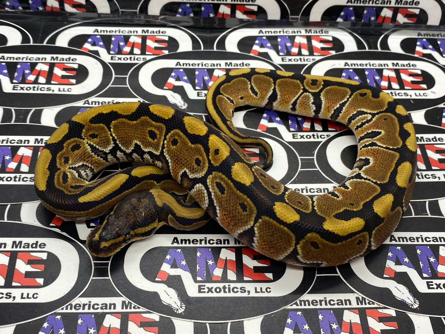 Special 100% Het Puzzle Ball Python by American Made Exotics, LLC ...