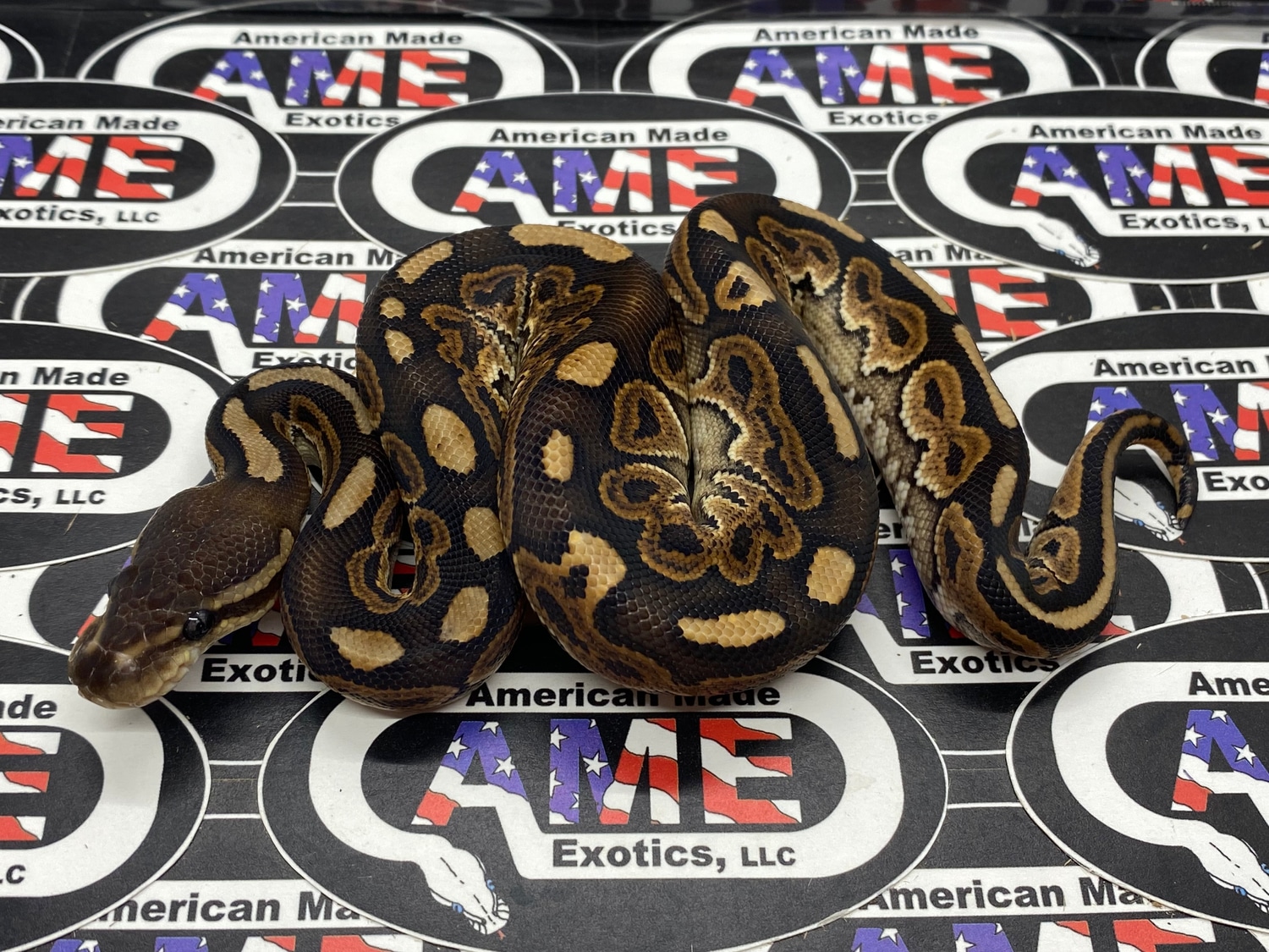 Cinnamon Special 100% Het Puzzle Ball Python by American Made Exotics ...