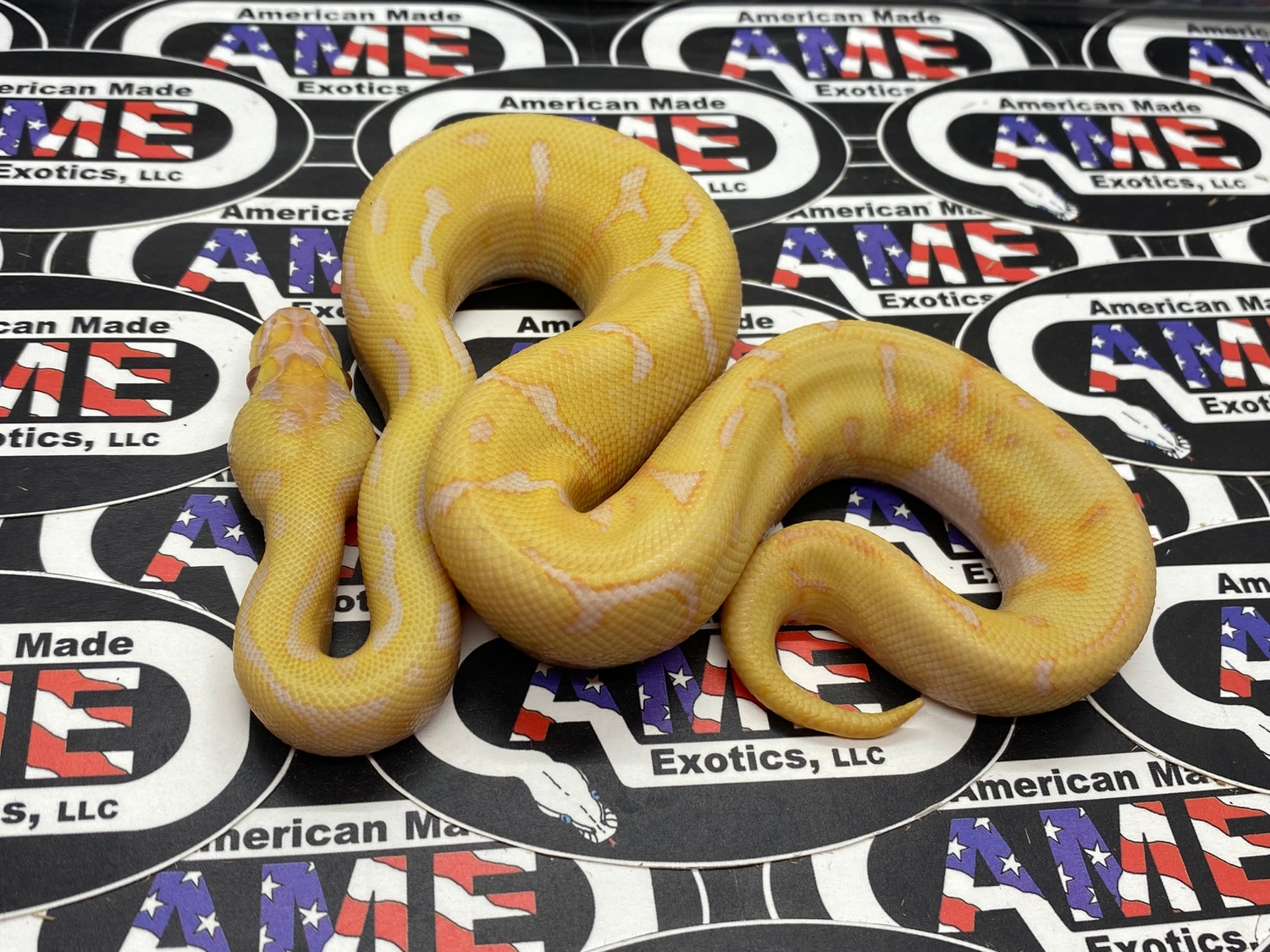 Lavender Albino Spider Possible Fire 100% Het Pied (Has Spider Wobble ...