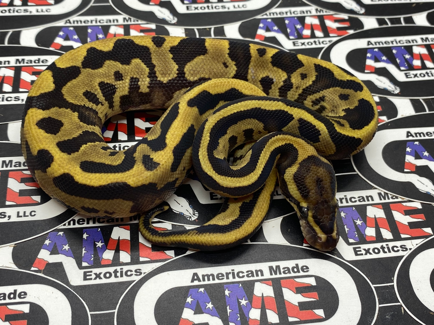 Leopard Fire 100% Het Pied 100% Het Lavender Albino Ball Python by ...