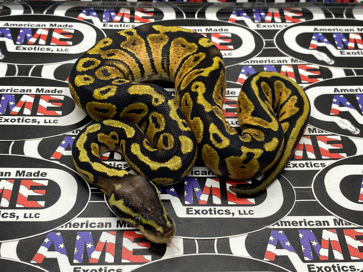 Pastel 100% Het Candy 100% Het Pied Ball Python by American Made ...