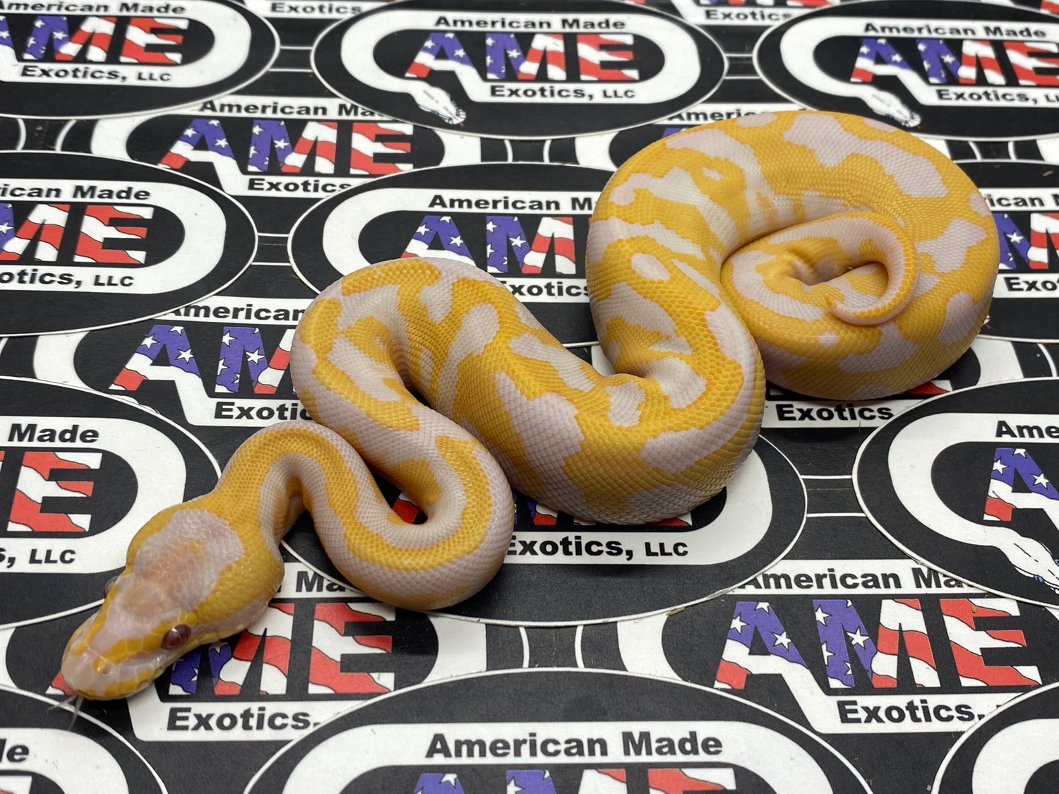 Lavender Albino Leopard 100% Het Pied (Possible Fire) Ball Python by ...