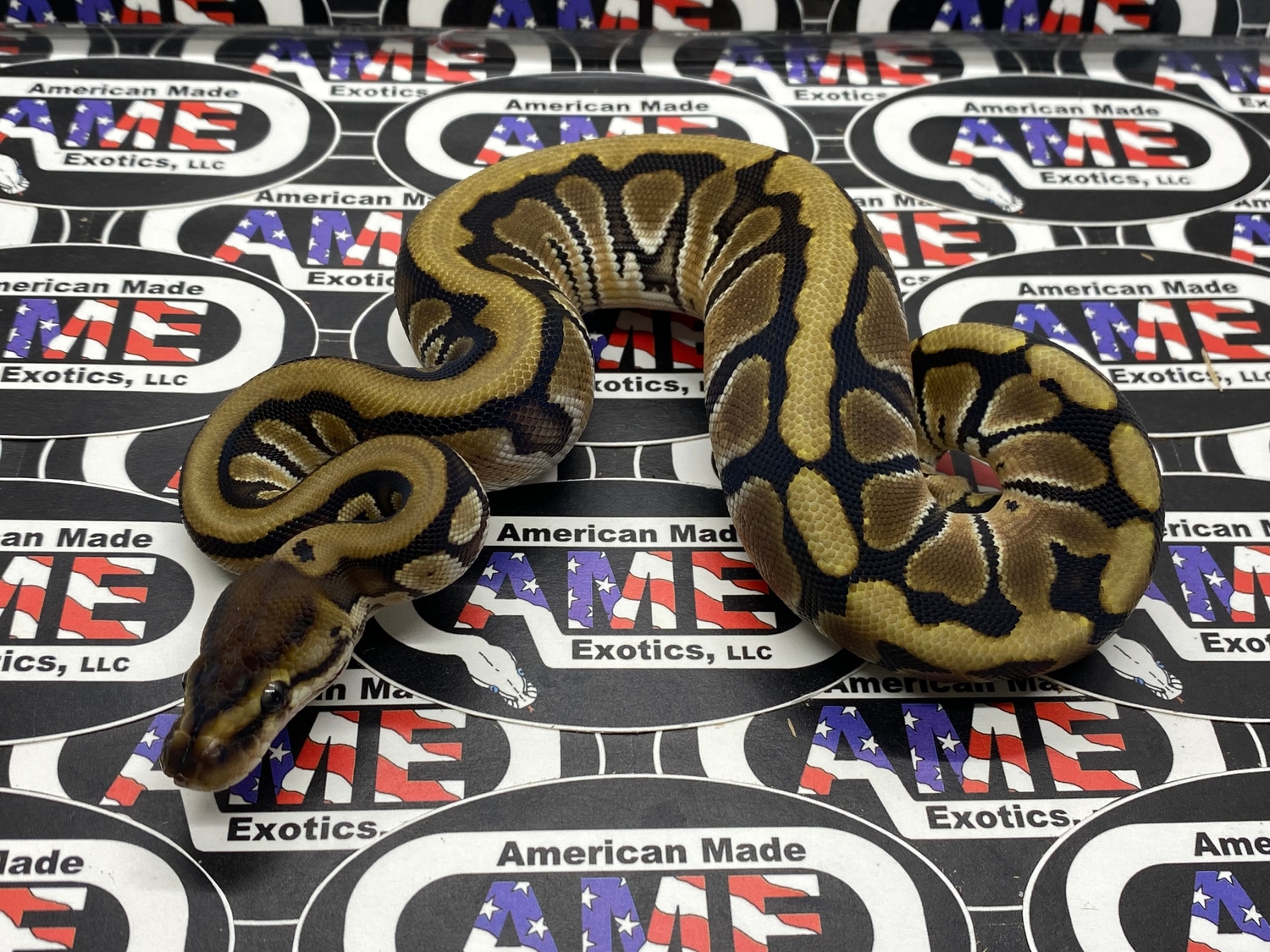 Hidden Gene Woma 100% Het Clown 100% Het VPI Axanthic Ball Python by ...