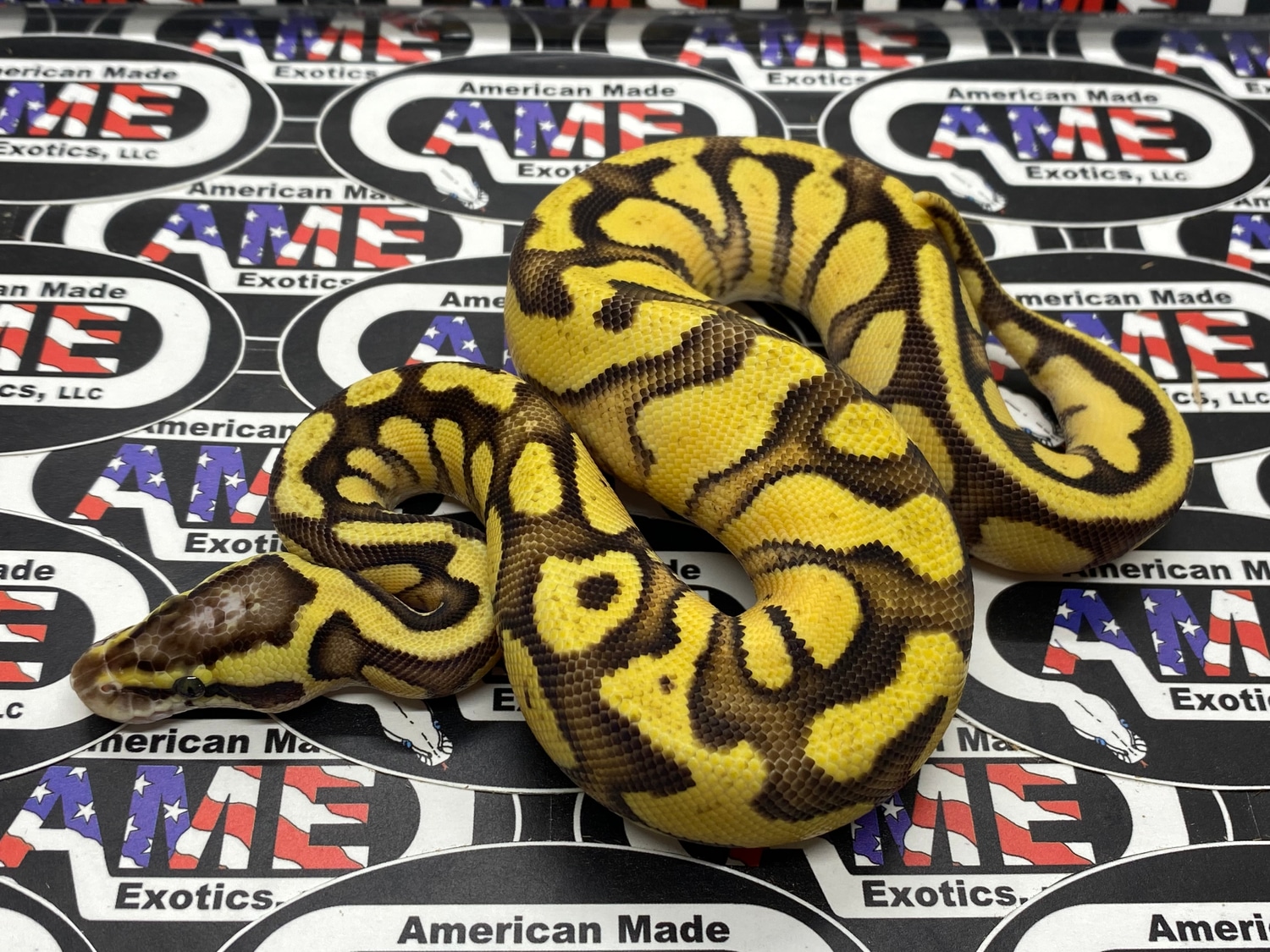 Firefly 100% Het Desert Ghost 100% Het Cryptic Ball Python by American ...