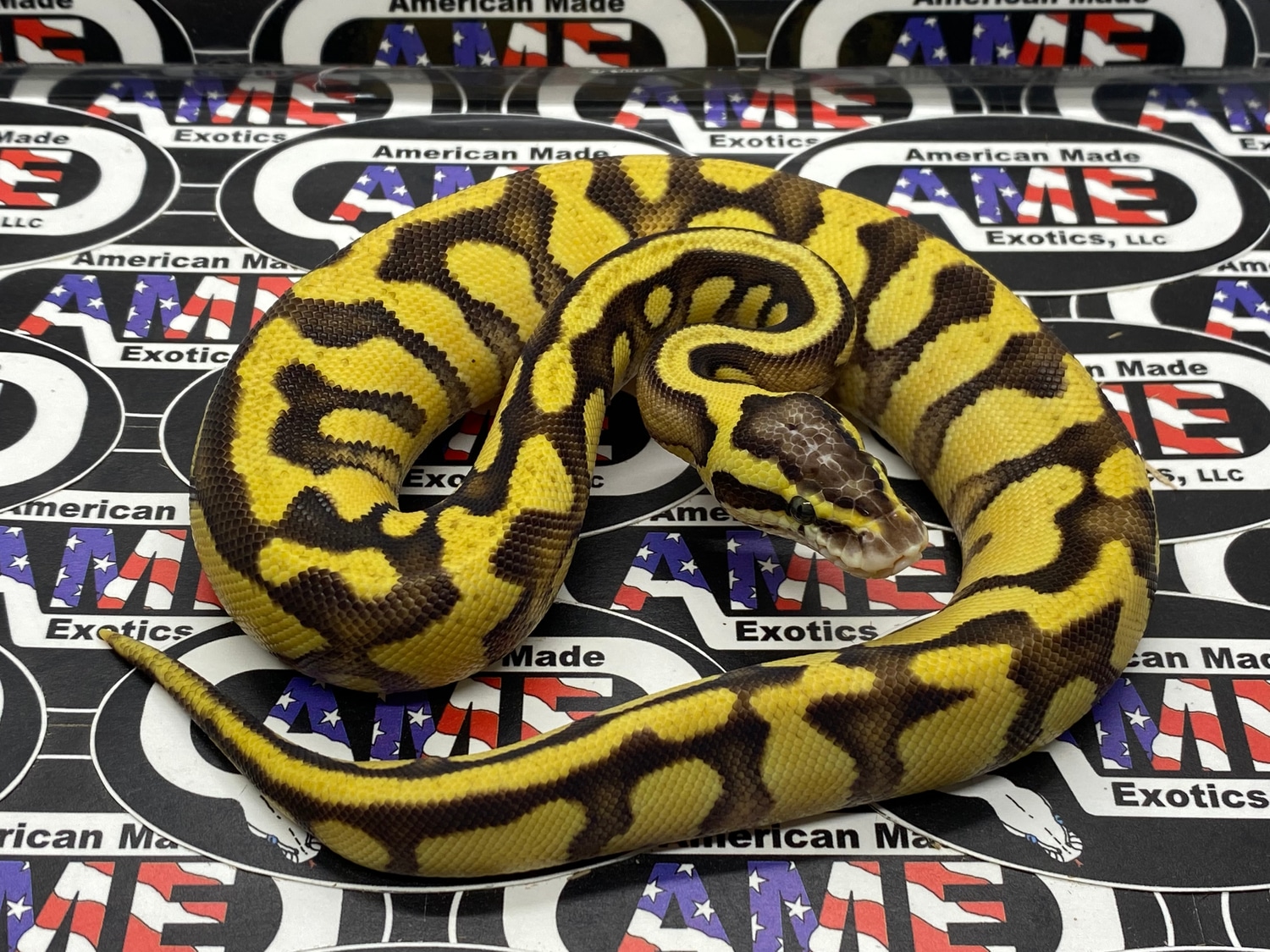 Firefly 100% Het Desert Ghost 100% Het Cryptic Ball Python by American ...