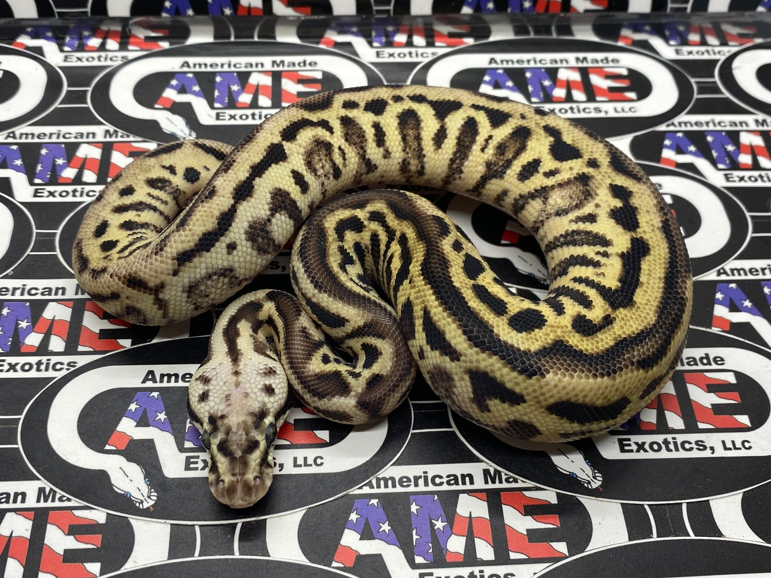 Leopard Spotnose Pastel 100% Het Desert Ghost 100% Het Clown Ball ...