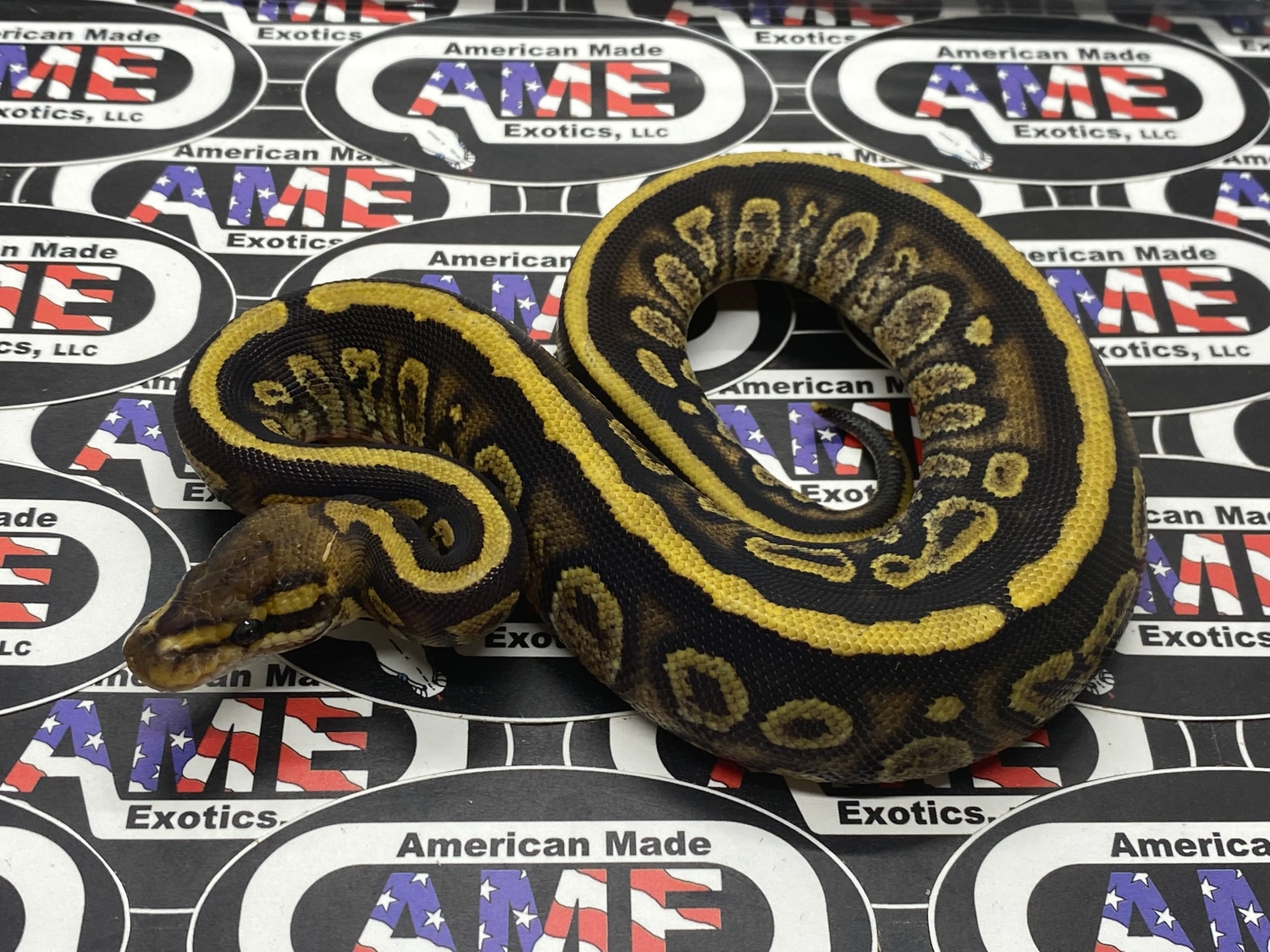 Stranger Fire (Possible Enchi) 50% Pos Het Clown Ball Python by ...