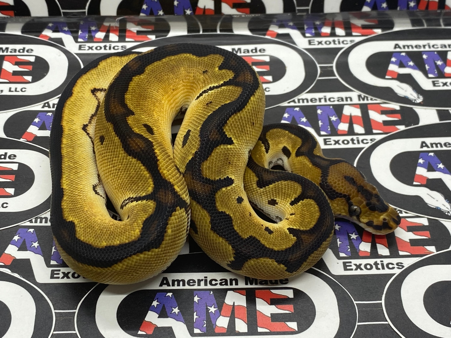 Orange Dream Clown 100% Het Pied Ball Python by American Made Exotics ...