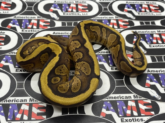 Redstripe Fire (Pos Yb) 100% Het Clown Ball Python by American Made Exotics, LLC