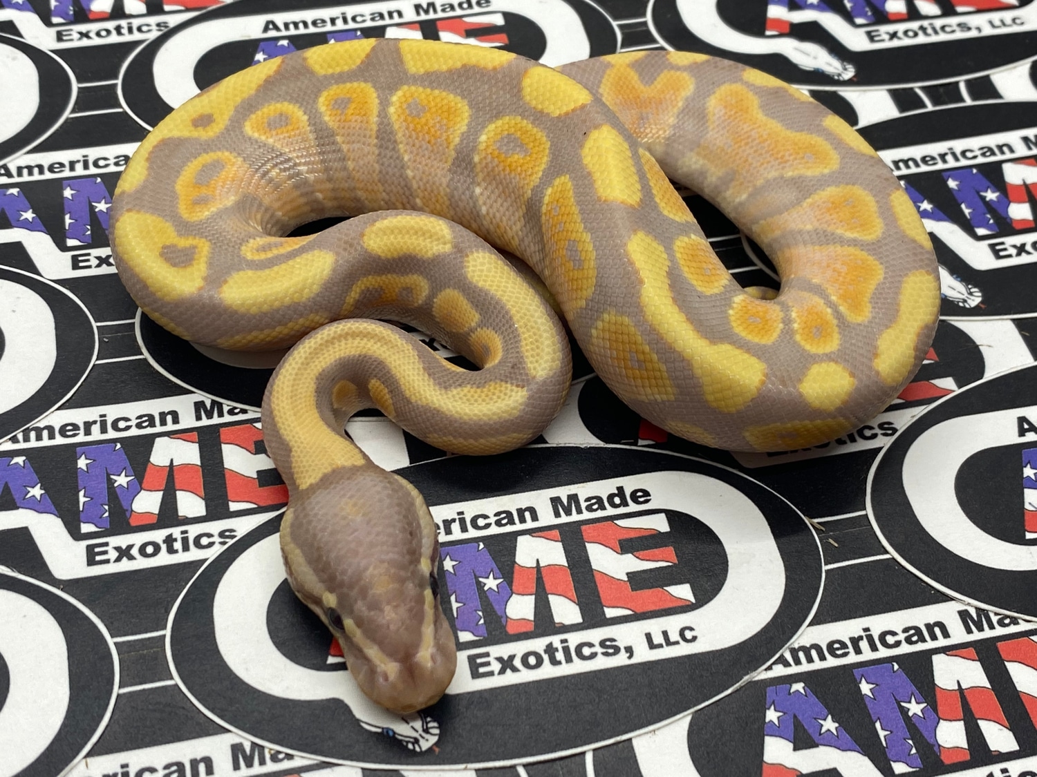 Banana Female Maker (Possible Yellowbelly) 100% Het Tri Stripe Ball Python by American Made ...