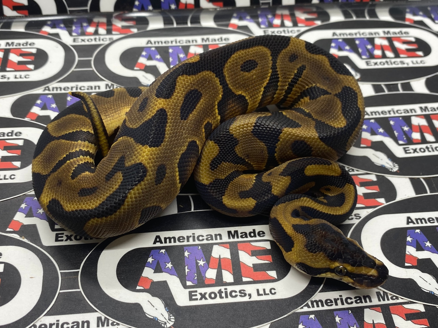 Enchi Leopard 100% Het Clown 100% Het Pied Ball Python by American Made ...