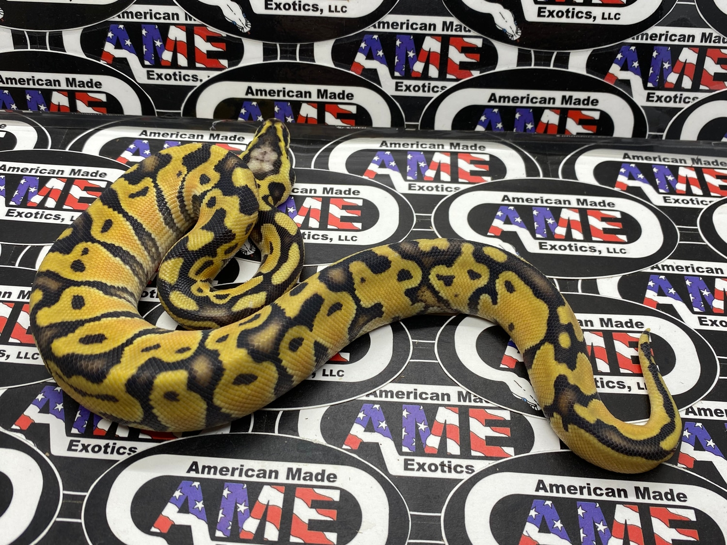 Hypo Enchi Pastel 100% Het Clown Ball Python by American Made Exotics ...