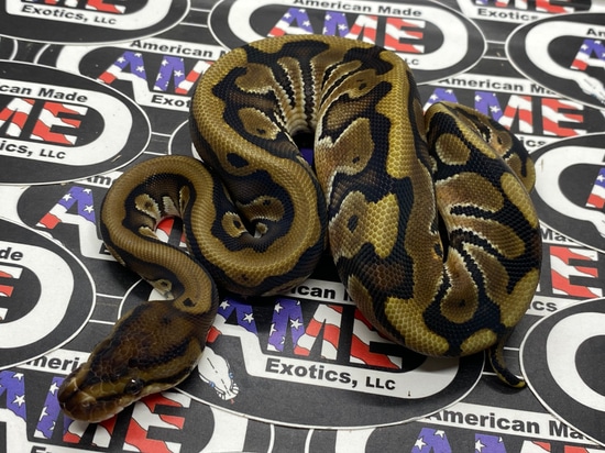 Hidden Gene Woma 100% Het Clown Ball Python by American Made Exotics, LLC
