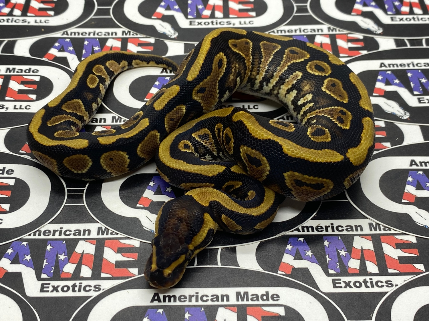 Yellowbelly OR Asphalt 100% Het Clown Ball Python by American Made ...