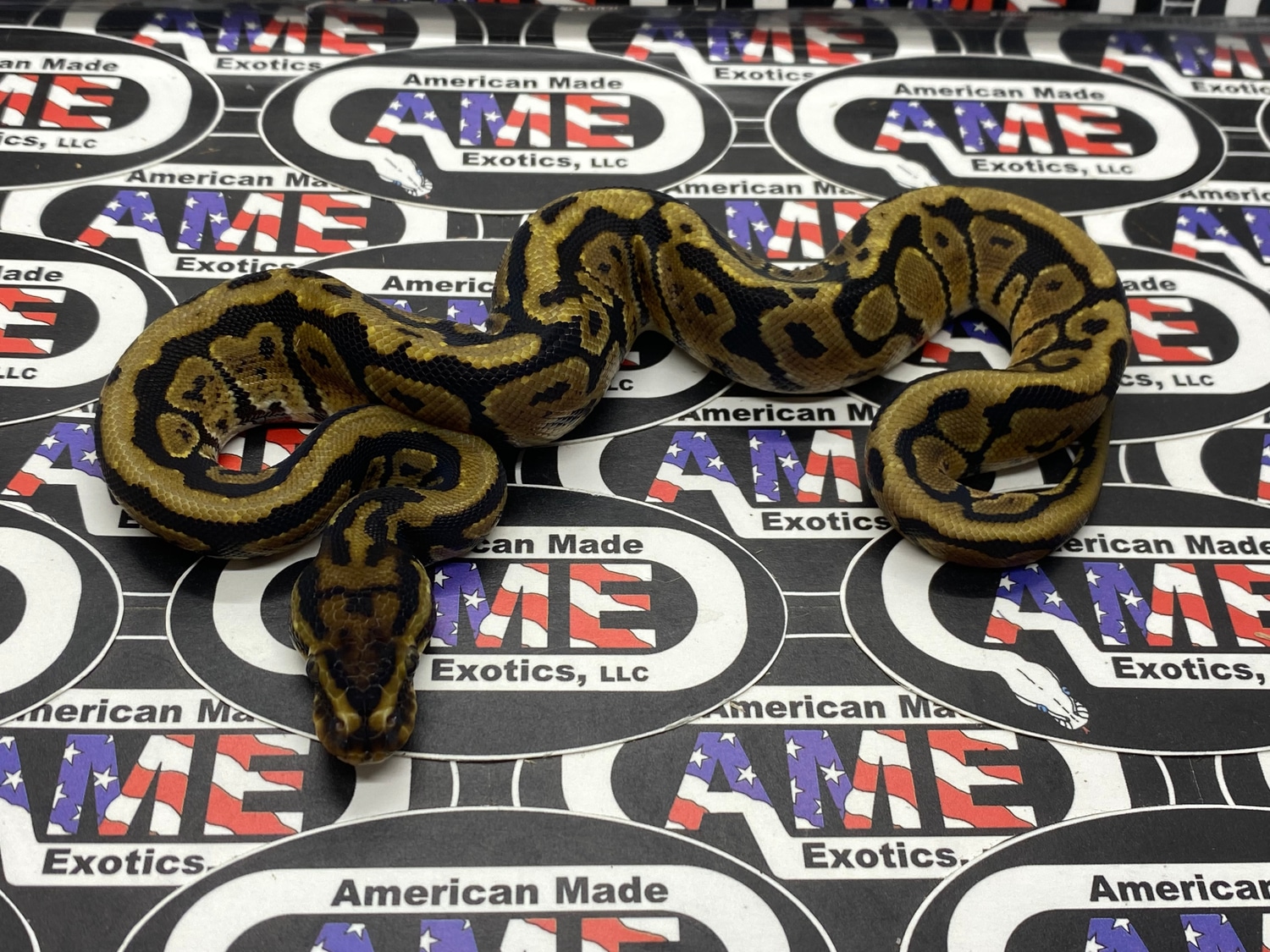 Spotnose 100% Het Puzzle Ball Python by American Made Exotics, LLC ...