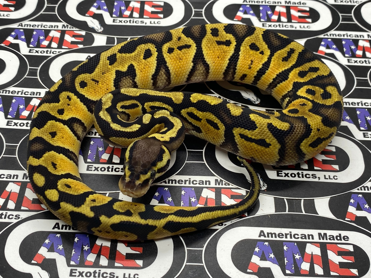 Pastel 100% Het Clown Ball Python by American Made Exotics, LLC ...