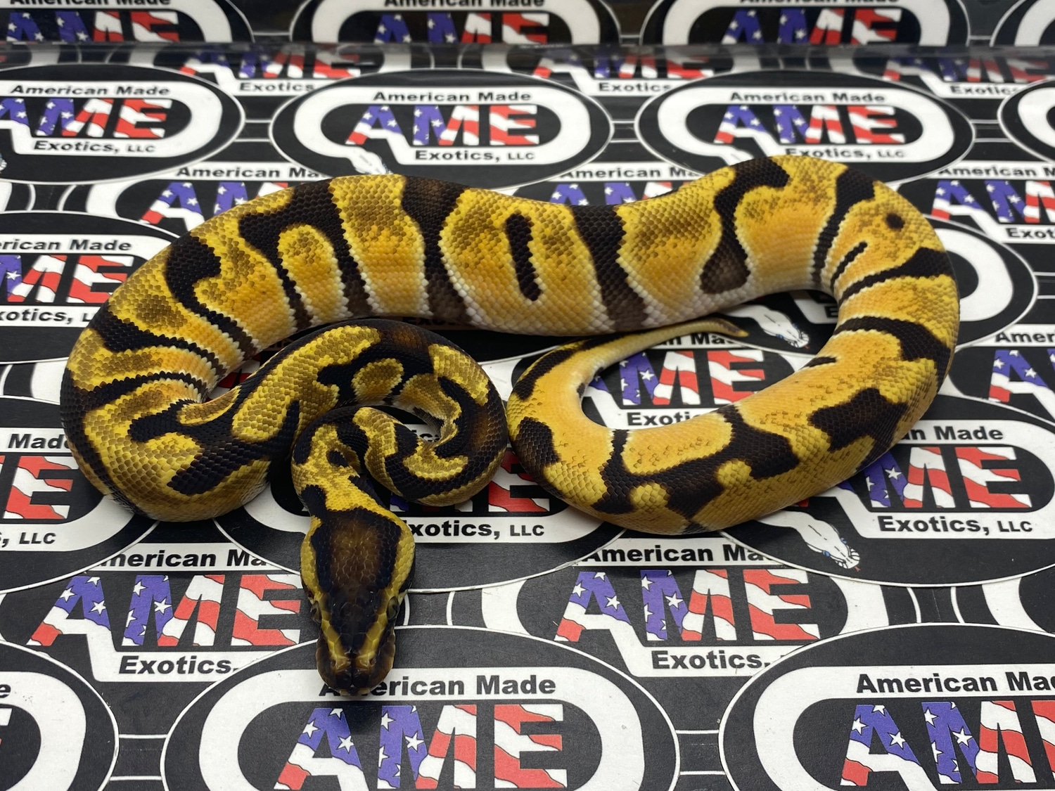 Orange Dream Enchi 100% Het Puzzle Ball Python by American Made Exotics, LLC - MorphMarket