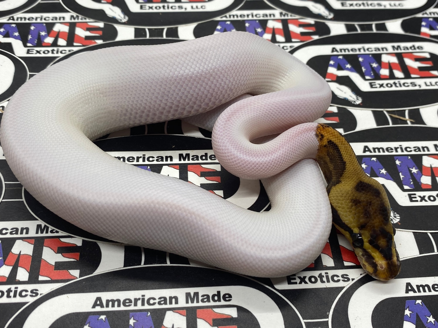 Fire Leopard Pied 100% Het Lavender Albino Ball Python by American Made ...