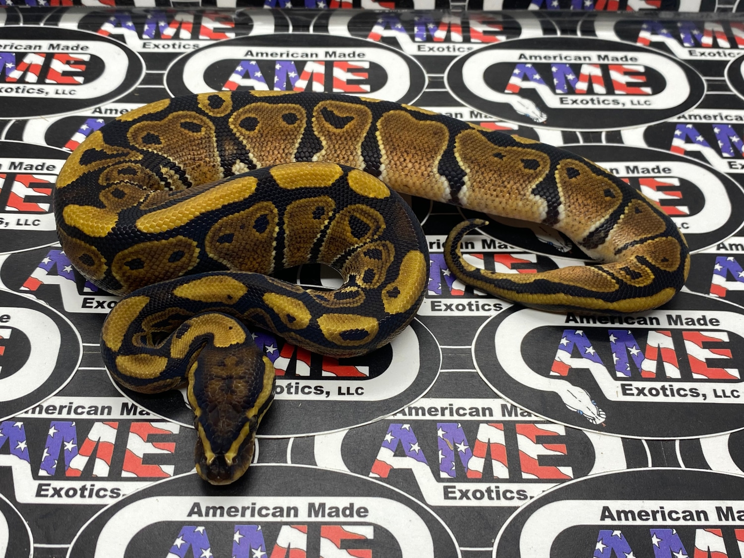 100% Het Sunset Ball Python by American Made Exotics, LLC - MorphMarket