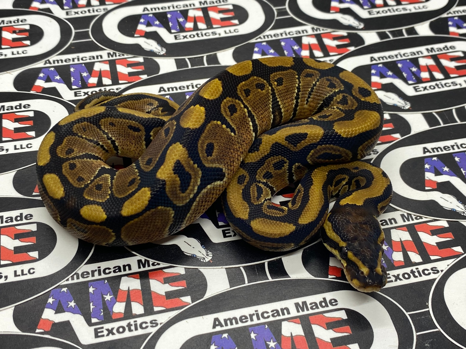 100% Het Sunset Ball Python by American Made Exotics, LLC - MorphMarket