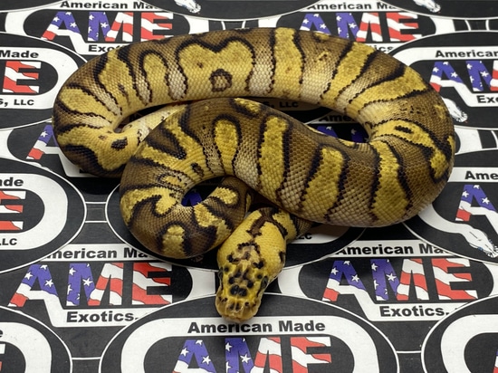 Clown Stranger Enchi Pastel Ball Python by American Made Exotics, LLC ...
