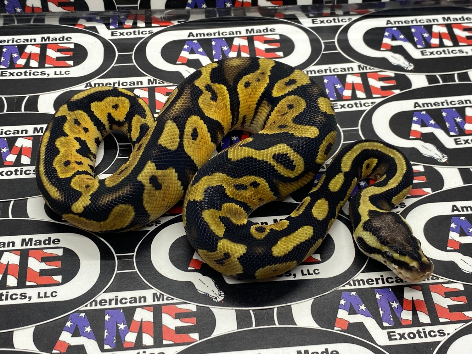 Pastel 100% Het Clown 100% Het Pied Ball Python by American Made ...