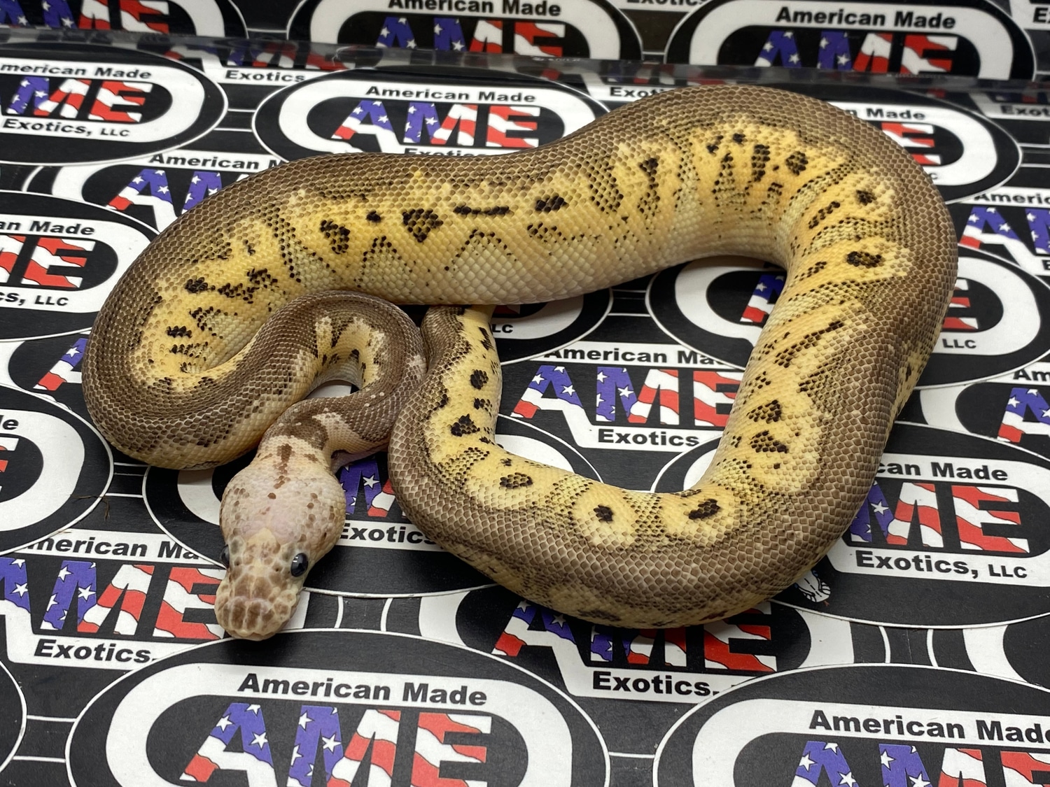 Clown Black Pewter (Possible Fire Possible Yb) Ball Python by American ...