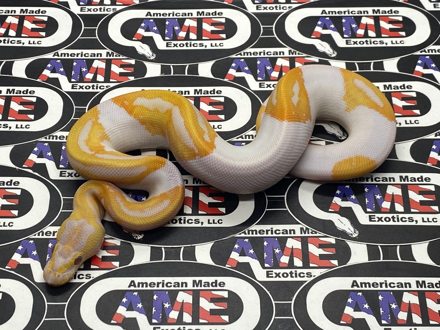 Dreamsicle Ball Python by American Made Exotics, LLC - MorphMarket