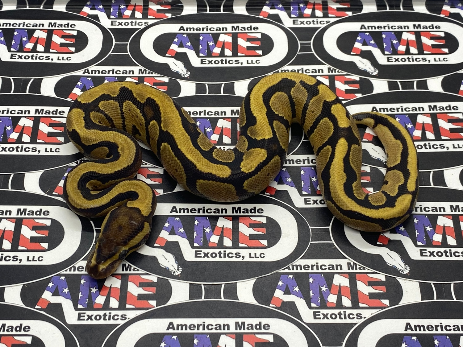Fire 100% Het Pied 100% Het Lavender Albino Ball Python by American ...