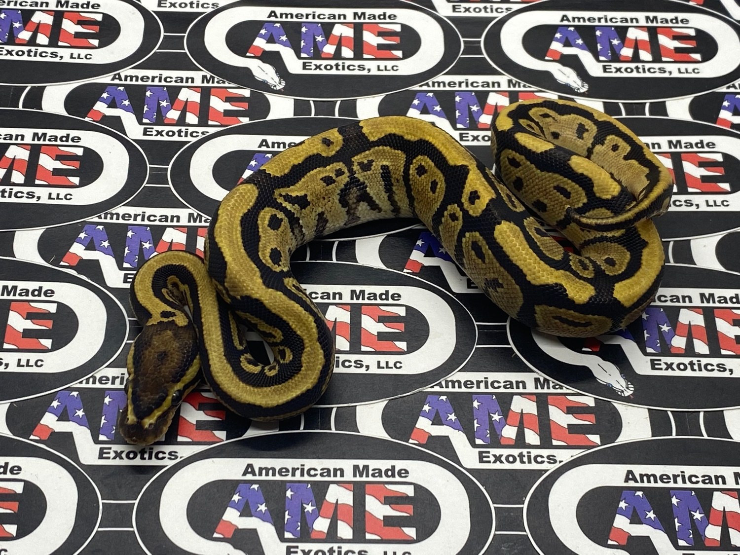 Fire 100% Het Pied 100% Het Lavender Albino Ball Python by American ...