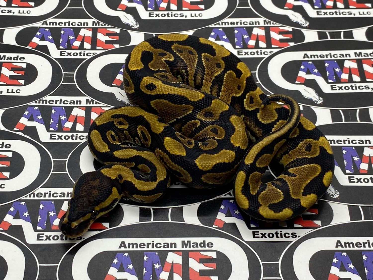 Asphalt OR Yellowbelly 100% Het Clown Ball Python by American Made ...