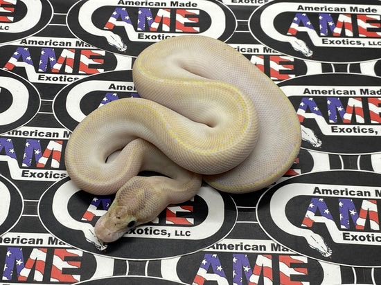 Ivory 100% Het Clown Ball Python by American Made Exotics, LLC