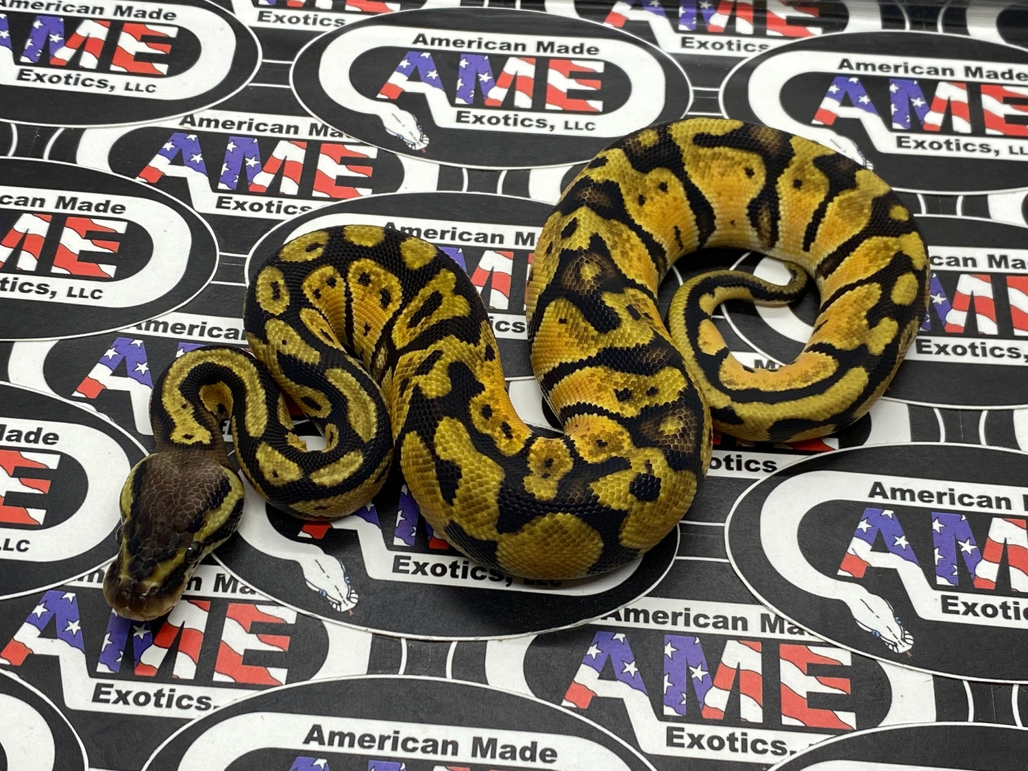 Pastel 100% Het Puzzle Ball Python by American Made Exotics, LLC - MorphMarket