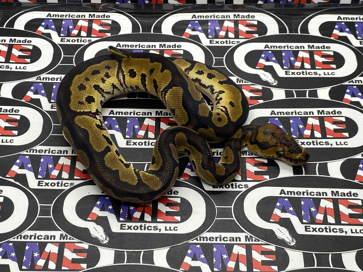 Clown 100% Het Desert Ghost Ball Python by American Made Exotics, LLC - MorphMarket