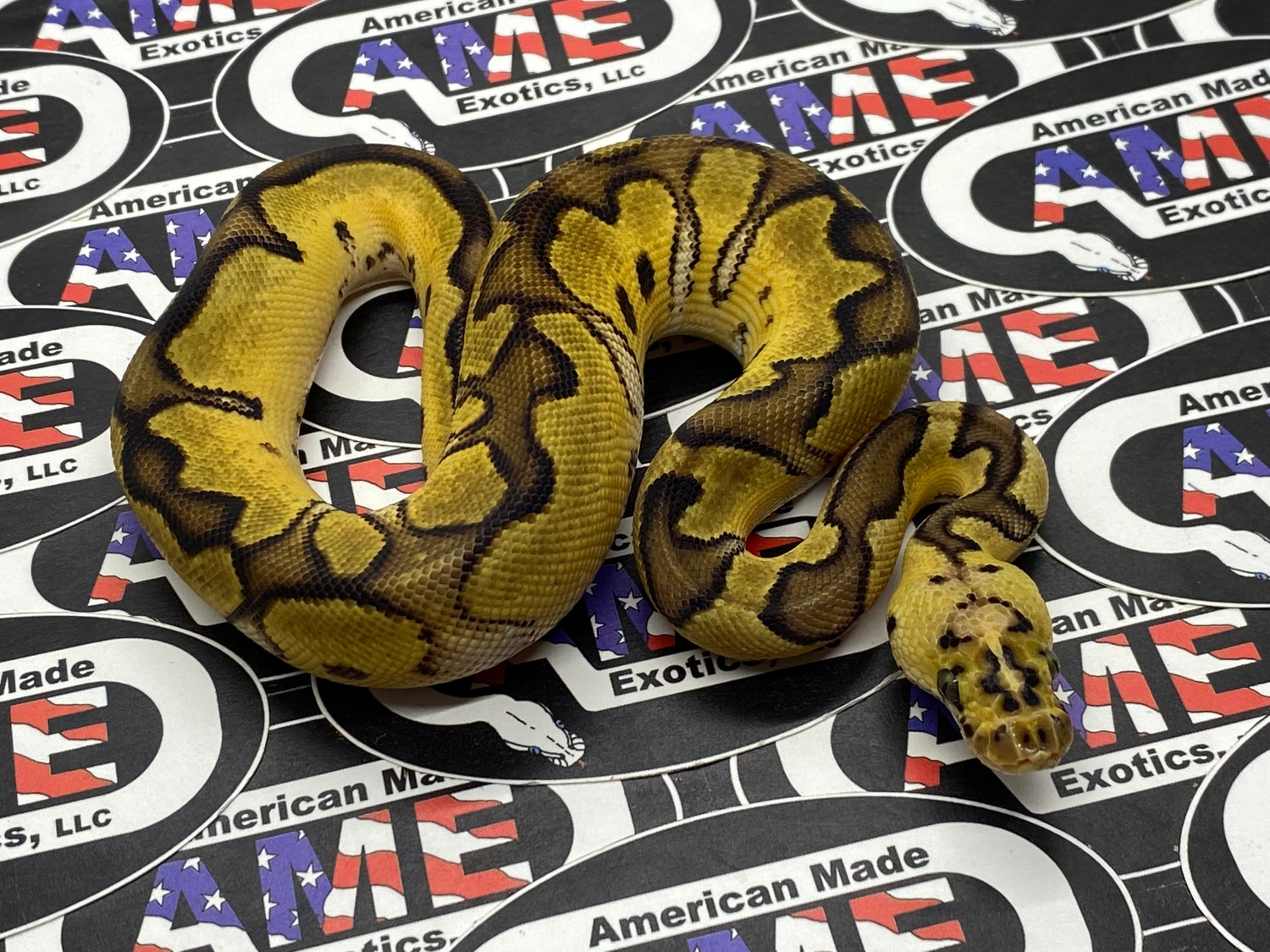 Clown Pastel 100% Het Desert Ghost Ball Python by American Made Exotics ...