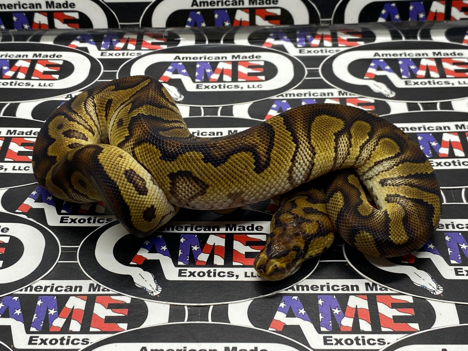 Stranger Enchi Clown Ball Python by American Made Exotics, LLC ...